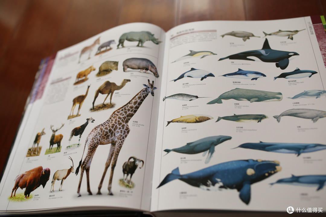 《DK万物运转的秘密》 & 《DK动物生活大百科》 简评_少儿读物_什么值得买