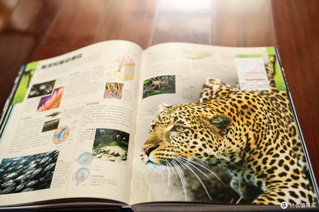 《DK万物运转的秘密》 & 《DK动物生活大百科》 简评_少儿读物_什么值得买