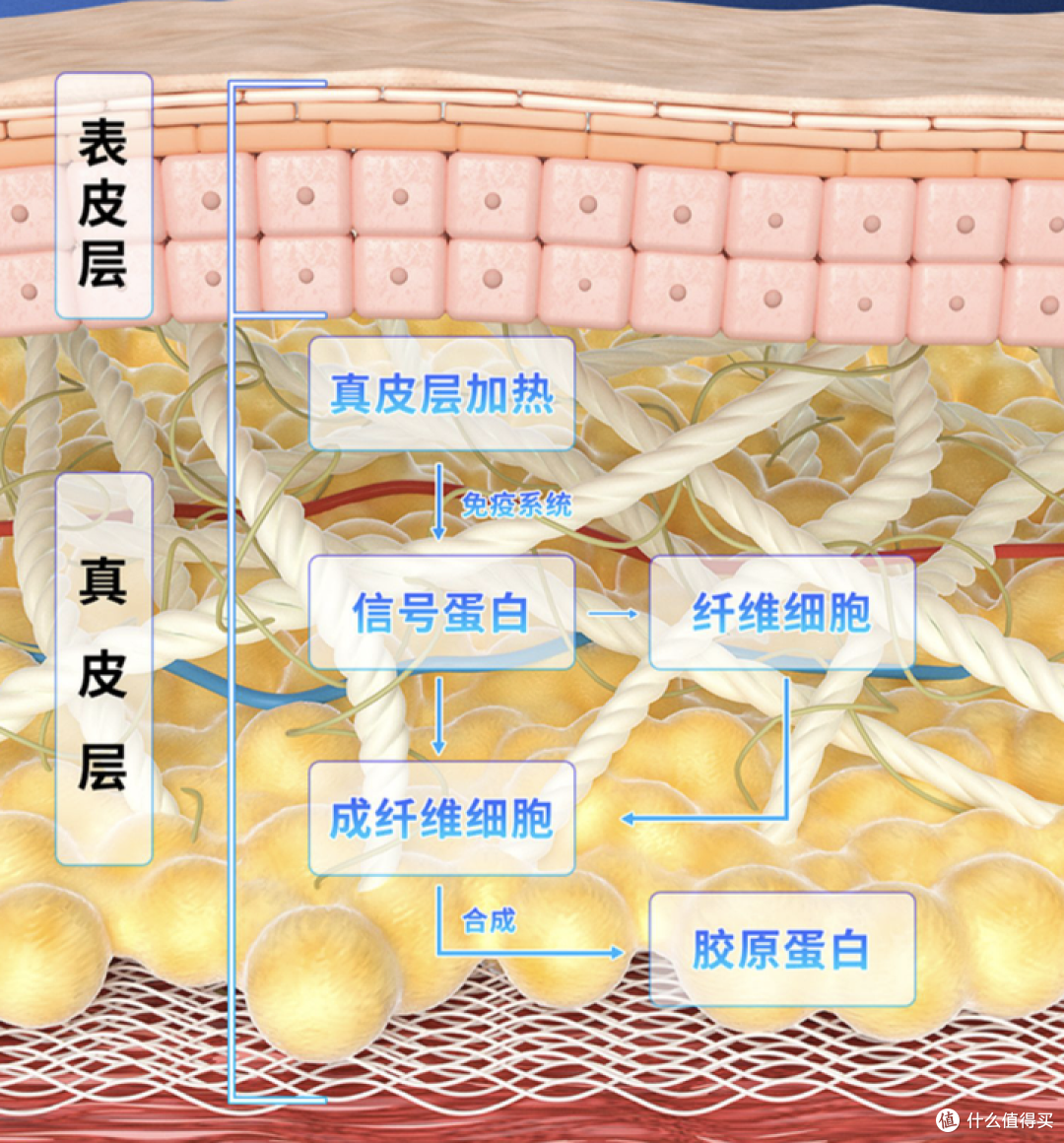 美容仪有必要购买吗？DLUS射频美容仪拆机实测，带你看美容仪内部的“秘密”_美颜仪_什么值得买