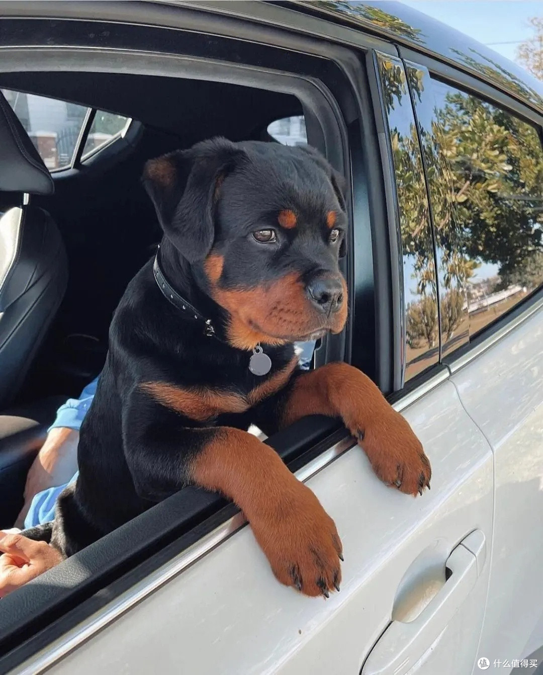 罗威纳犬到底是什么来头？_狗狗_什么值得买
