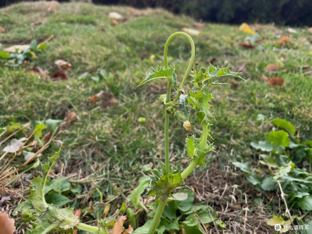 苦苣菜，乡间常见的宝藏野菜！_蔬菜_什么值得买