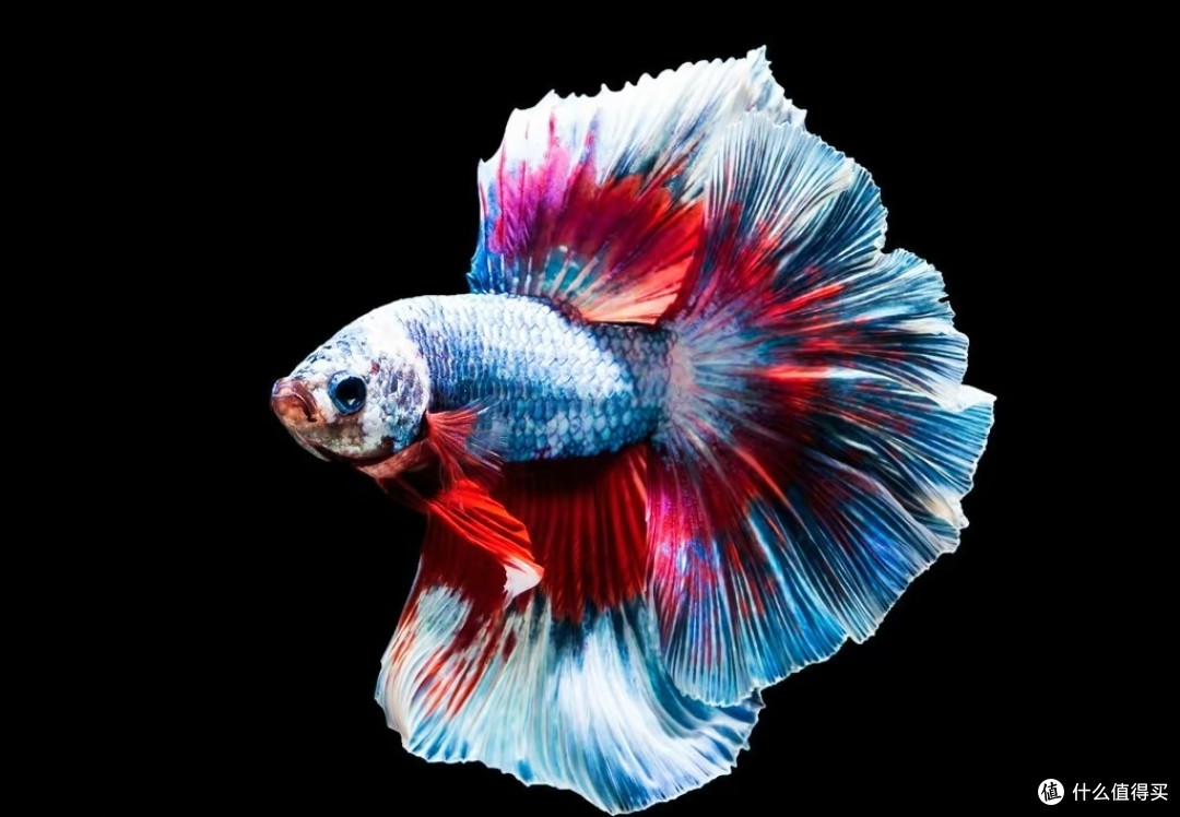 泰国斗鱼怎么养？我说的这8个方面做好，给你惊喜不断_水族_什么值得买