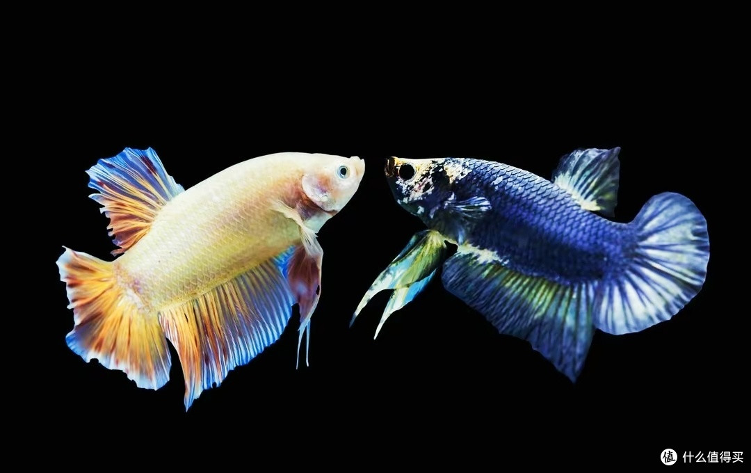 泰国斗鱼怎么养？我说的这8个方面做好，给你惊喜不断_水族_什么值得买