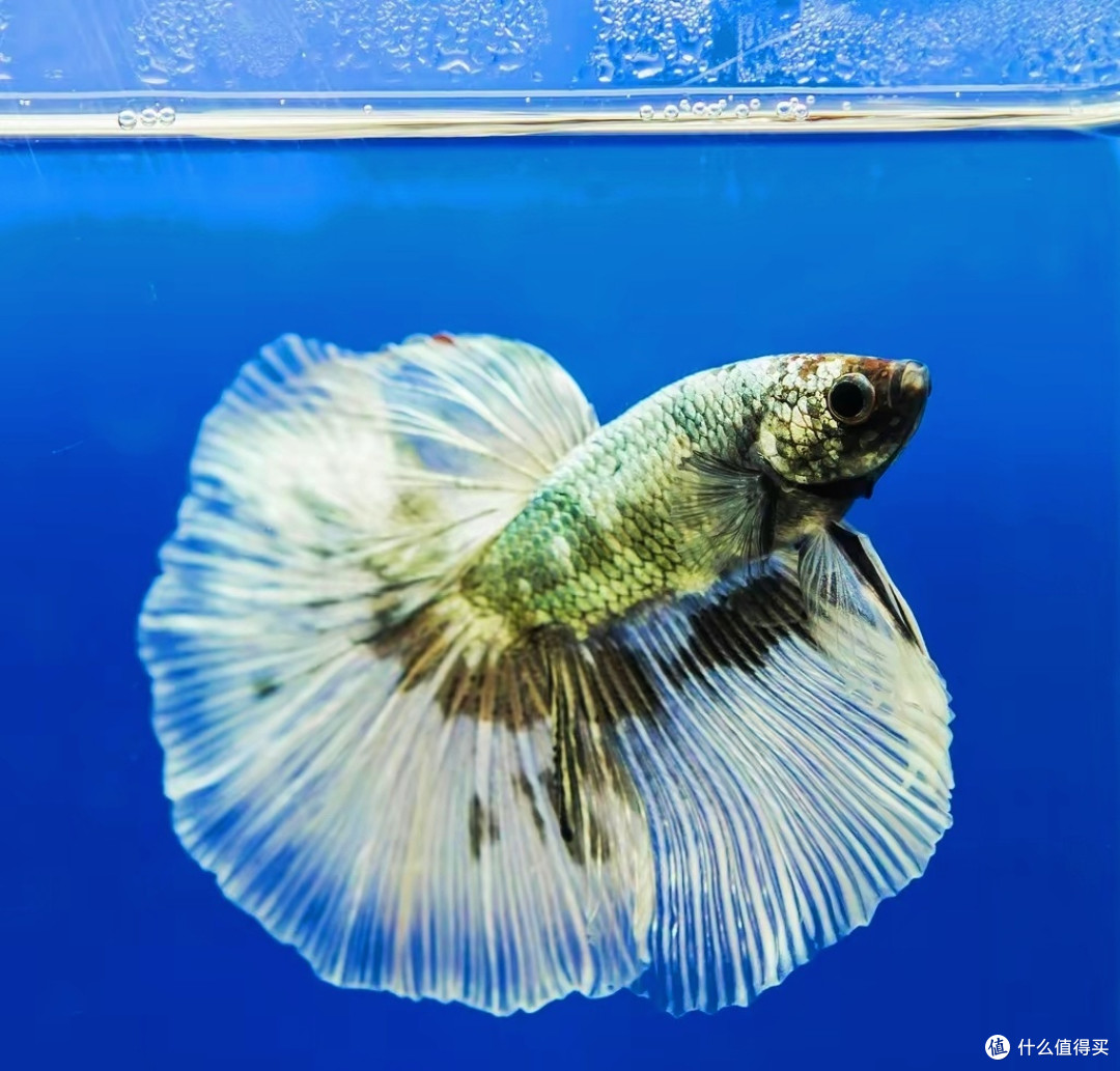 泰国斗鱼怎么养？我说的这8个方面做好，给你惊喜不断_水族_什么值得买