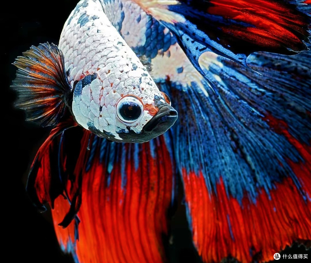 泰国斗鱼怎么养？我说的这8个方面做好，给你惊喜不断_水族_什么值得买