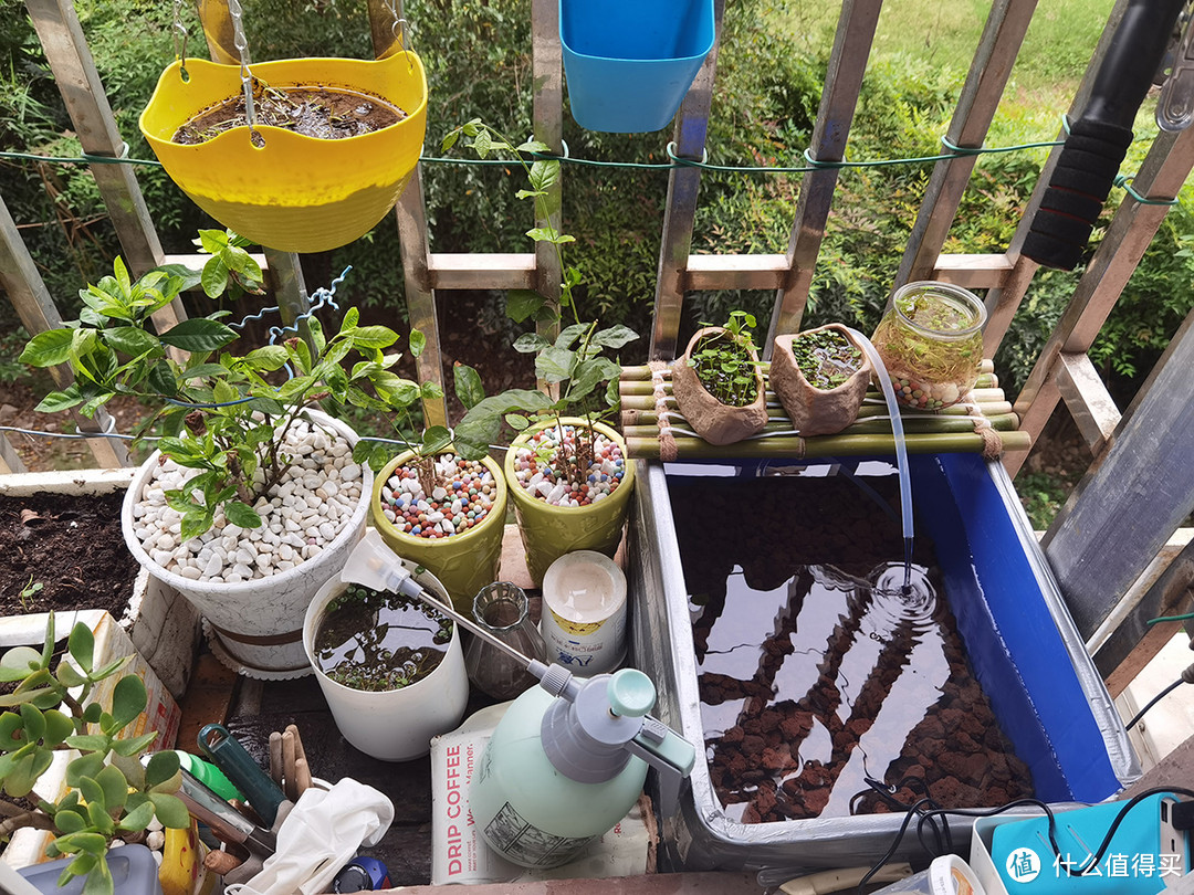 男人骨子里面的浪漫之一养鱼入坑（一）_水族用品_什么值得买