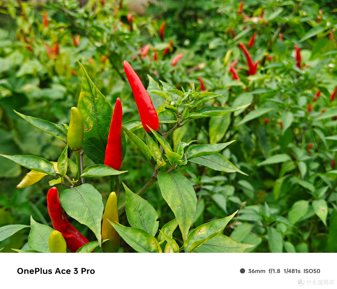 一加Ace3 Pro与一加Ace3、一加12三款机型对比，我选择实用高性能_安卓手机_什么值得买