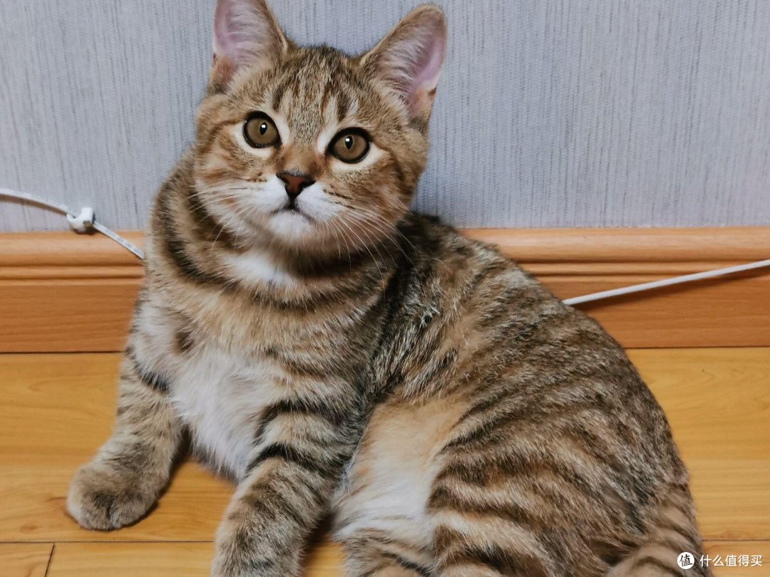 狸花猫有哪些常见的品种？_猫咪_什么值得买