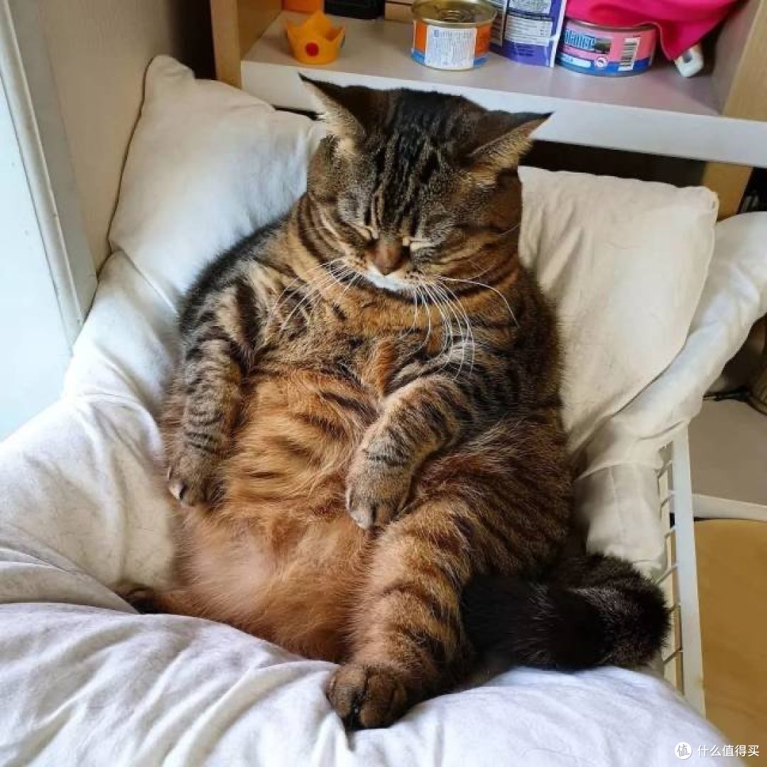 《狸花猫的科学饲养之道》_猫咪_什么值得买