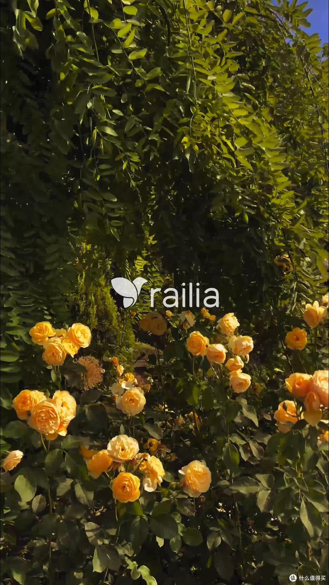 railia睿莱雅，来了！_其他健康电器_什么值得买