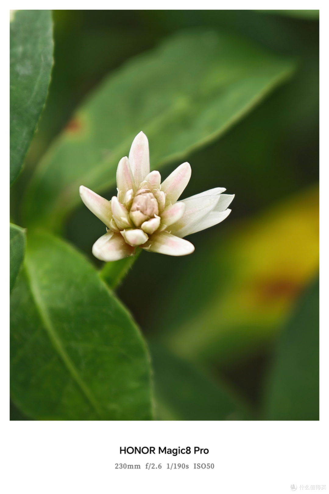 荣耀Magic8 Pro全面评测，AI手机创新带来极致科技体验_安卓手机_什么值得买